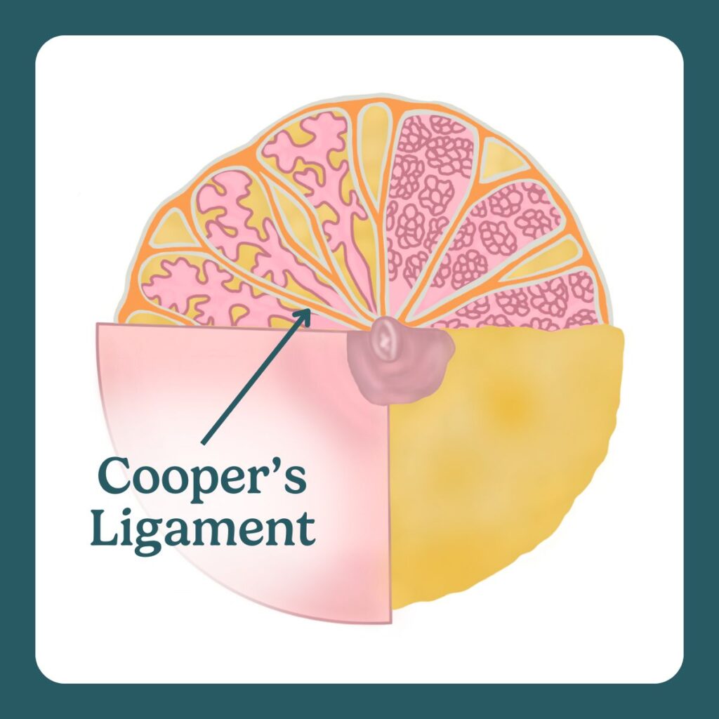 Coopers Ligament Breastfeeding Glossary By The Lactation Collection
