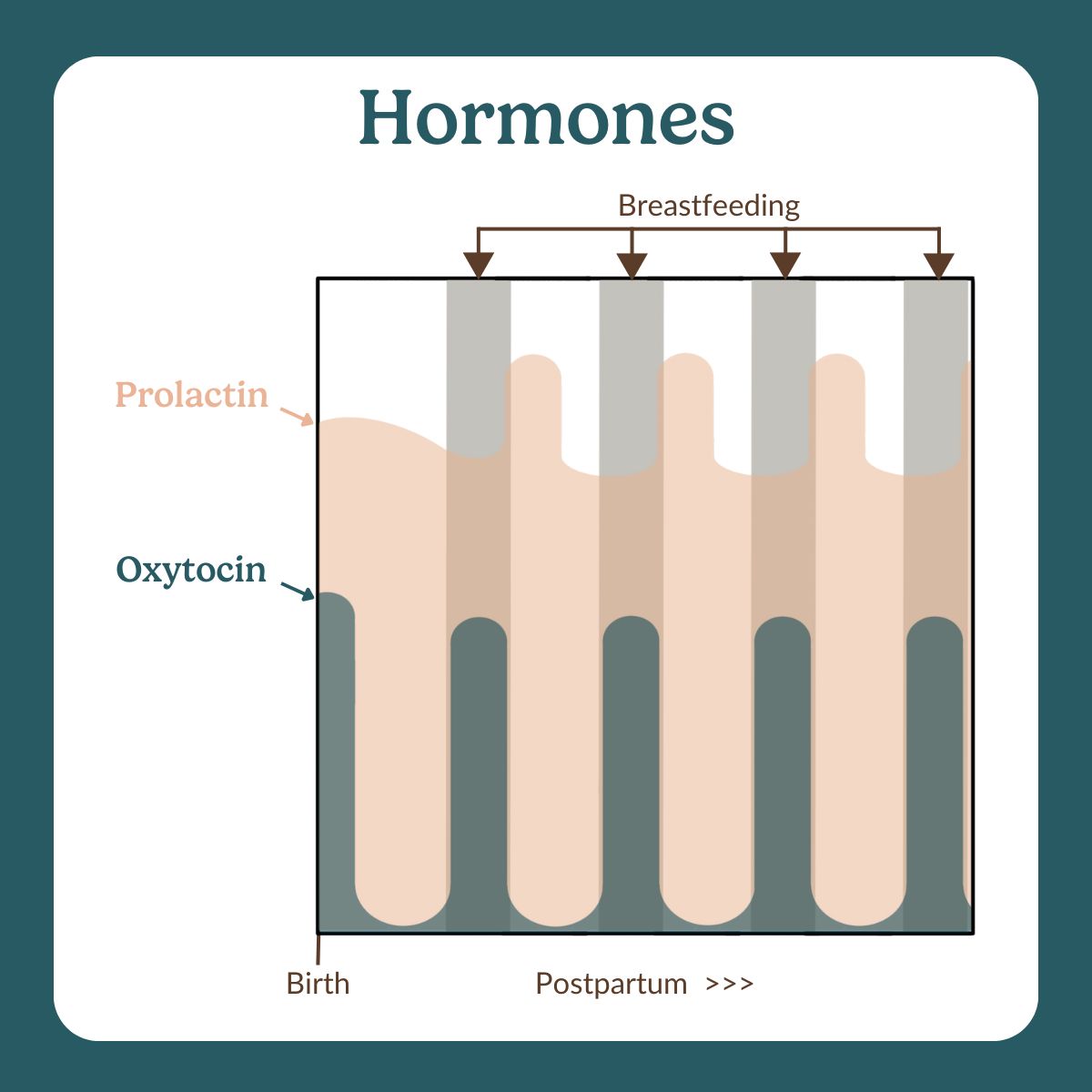 hormones - Breastfeeding Glossary by The Lactation Collection
