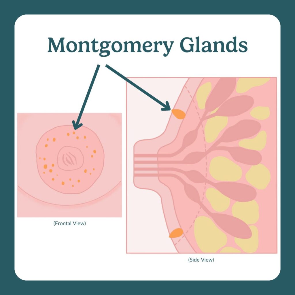 montgomery glands - Breastfeeding Glossary by The Lactation Collection