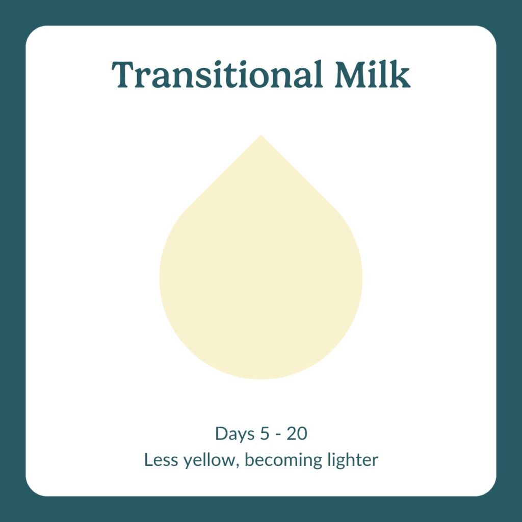 transitional milk - Breastfeeding Glossary by The Lactation Collection