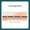 lactogenesis - Breastfeeding Glossary by The Lactation Collection