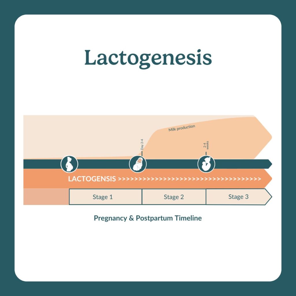 lactogenesis - Breastfeeding Glossary by The Lactation Collection