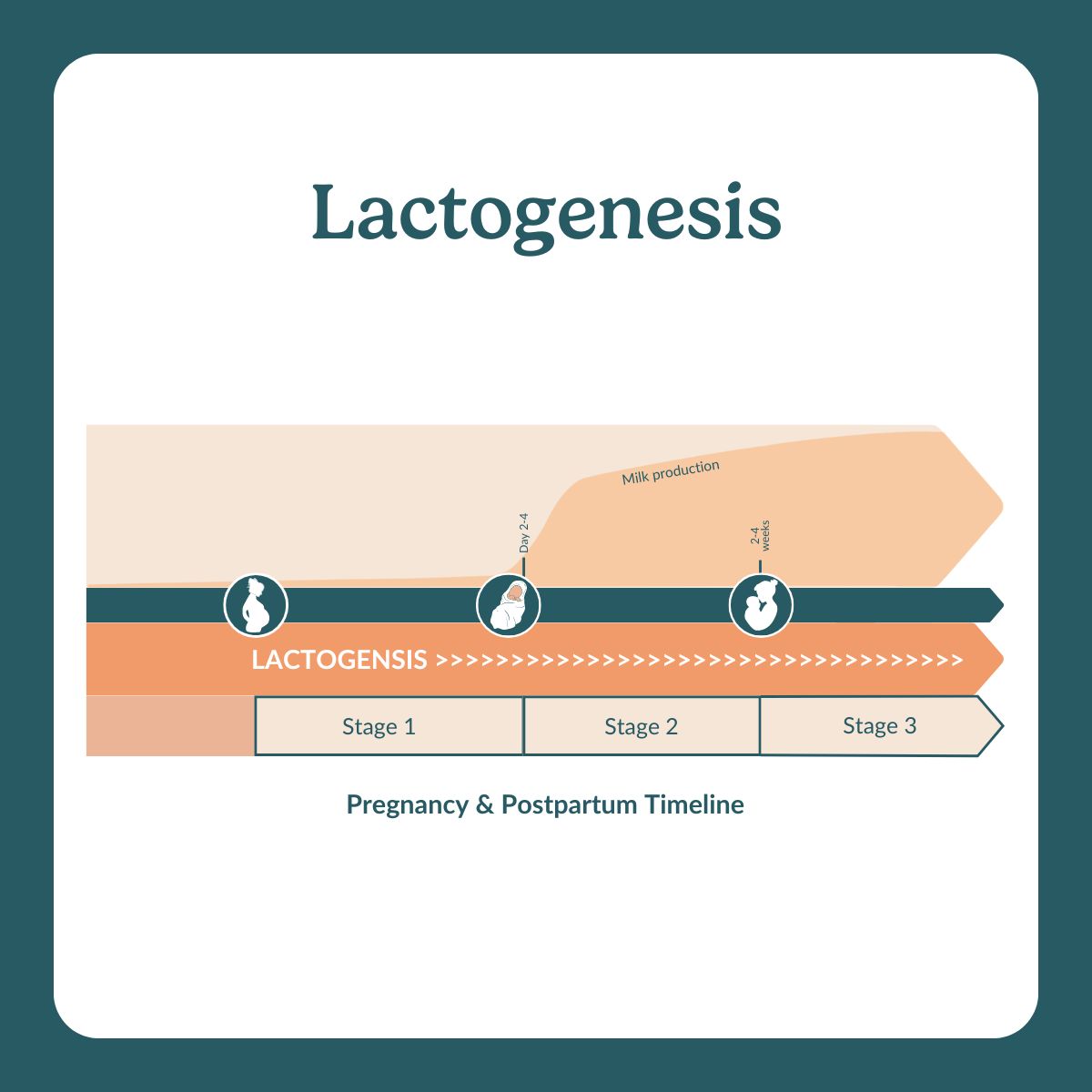 lactogenesis - Breastfeeding Glossary by The Lactation Collection