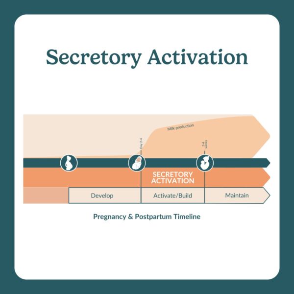 secretory activation - Breastfeeding Glossary by The Lactation Collection