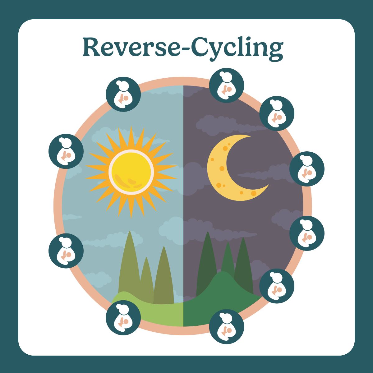 reverse-cycling - Breastfeeding Glossary by The Lactation Collection