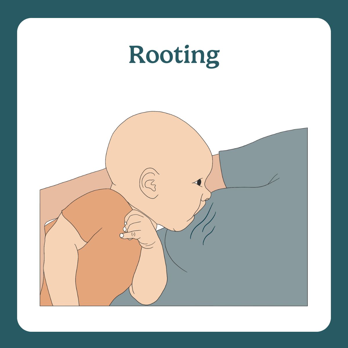 rooting - Breastfeeding Glossary by The Lactation Collection